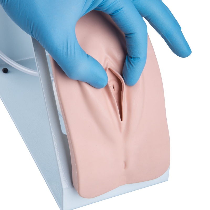 3B Scientific Basic Female Catheter Model | Health and Care